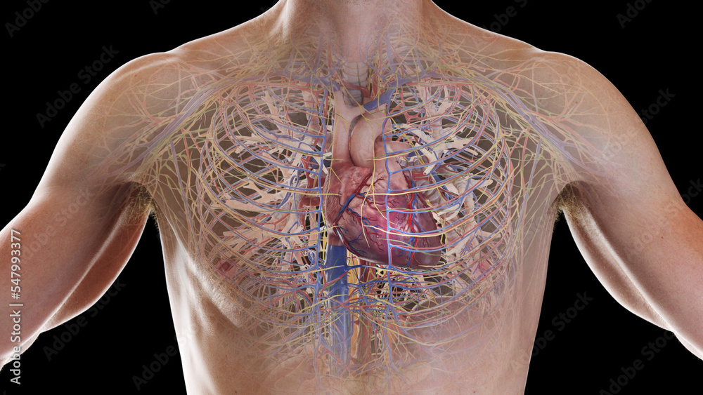 3D Rendered Medical Illustration of Male Anatomy - Cardiopulmonary ...