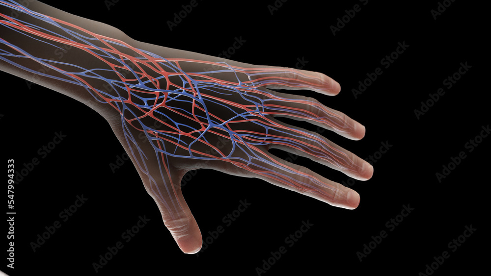 3D Rendered Medical Illustration of Female Anatomy - Blood vessels of ...