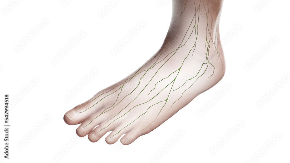 3D Rendered Medical Illustration of Female Anatomy - Lymphatic vessels ...