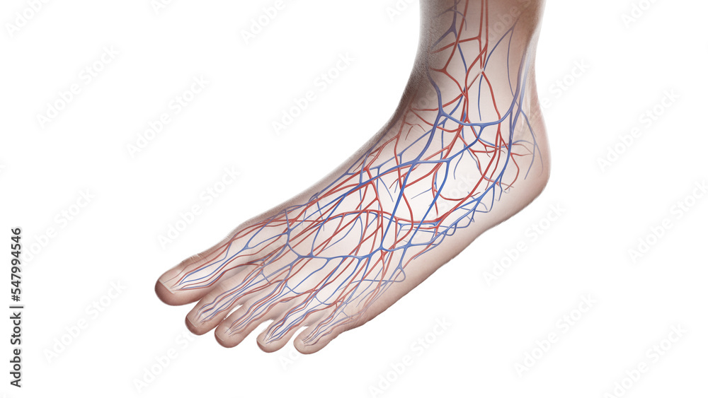 3D Rendered Medical Illustration of Female Anatomy - Veins of the Left ...