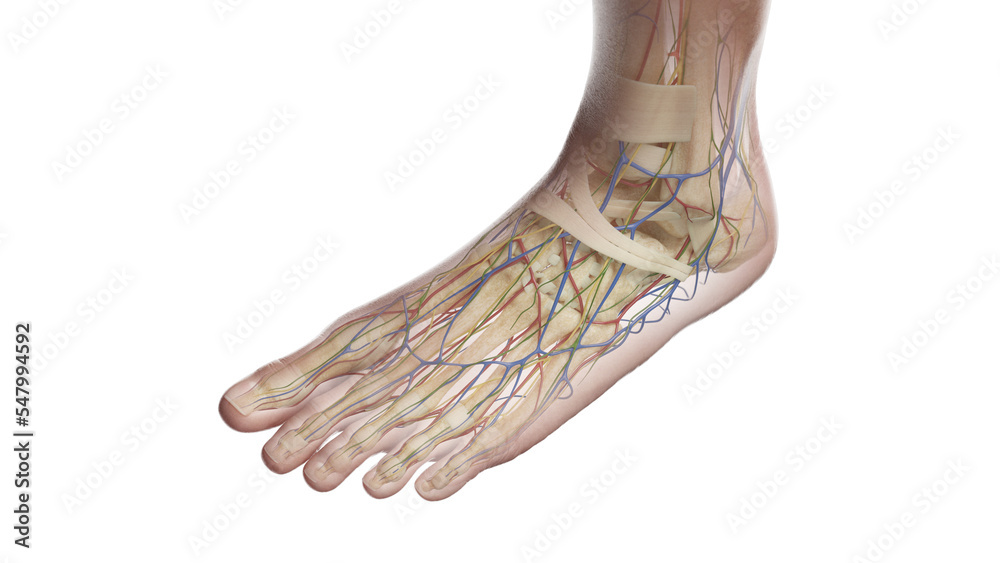 3D Rendered Medical Illustration of Female Anatomy - Bones of the Left ...