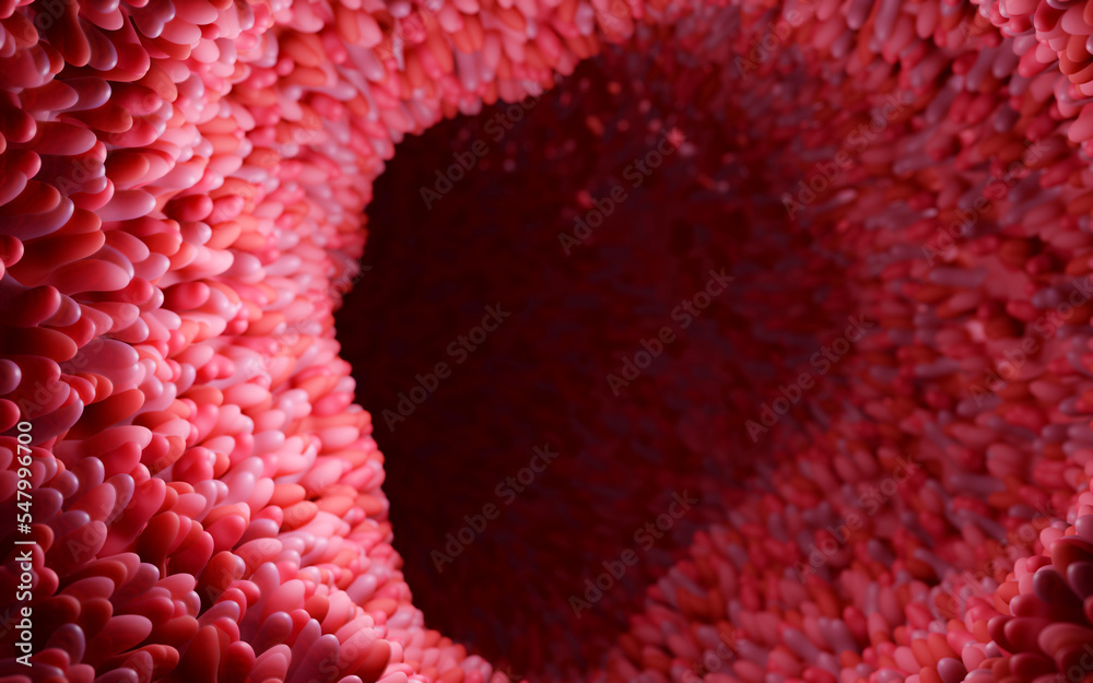 Model of the small intestine in the human body. Microvilli on the ...