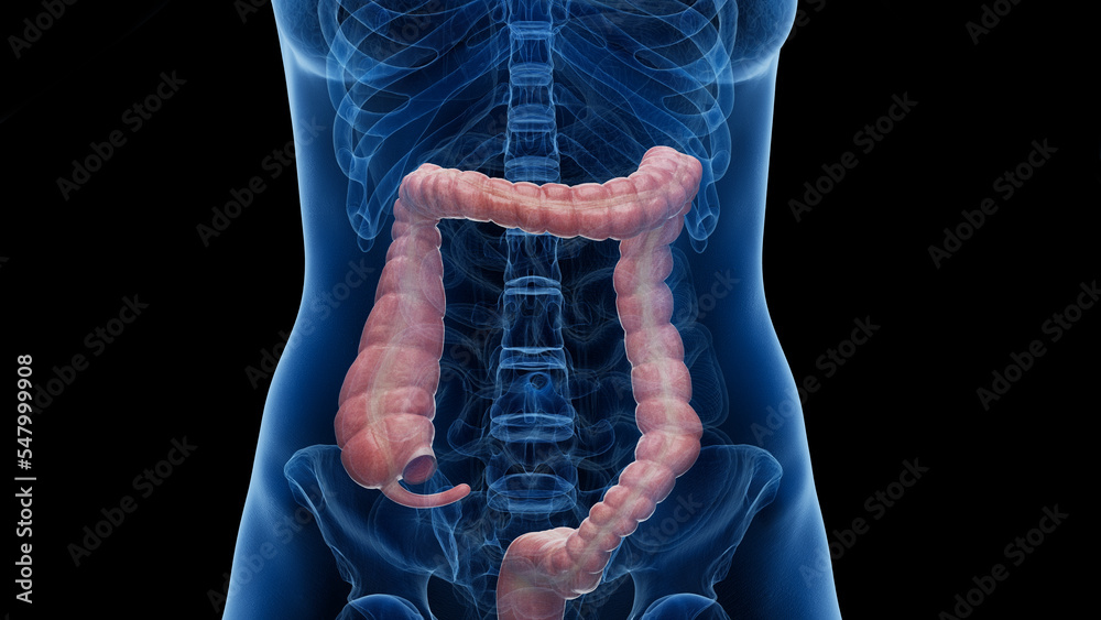 3D Rendered Medical Illustration of Female Anatomy - Colon Stock ...