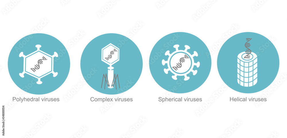 The 4 groups of viruses : Polyhedral, Spherical, Helical and Complex ...