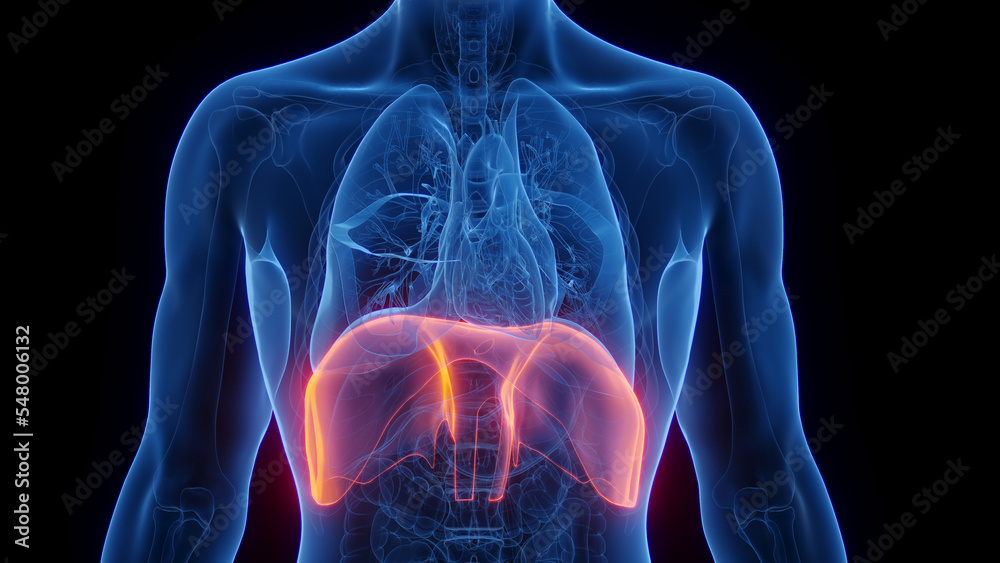 3D Rendered Medical Illustration of Male Anatomy - The Diaphragm Stock ...