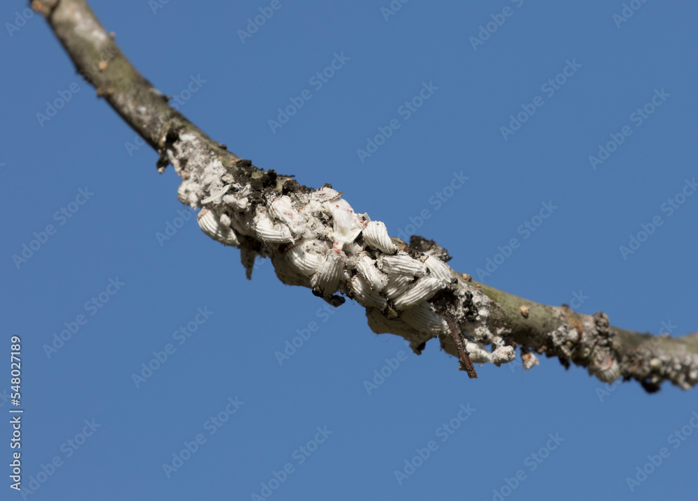 A colony of bagged cosniel (Icerya purchasi) adults with ovisac on of ...
