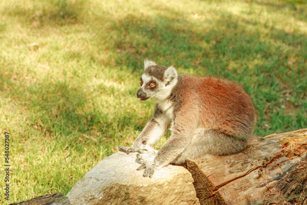 side view of a strepsirrhine primate ring-tailed lemur of Madagascar ...