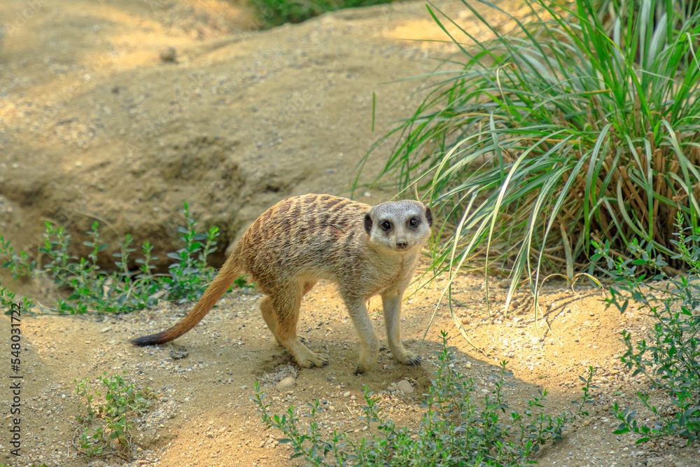 close up of a suricate scouting the territory. Suricata suricatta ...