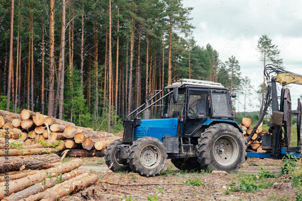 Pine Forest Harvesting Machine At During Clearing Of A Plantation