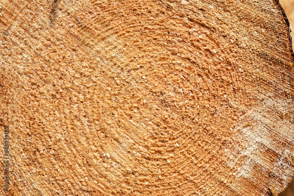 Tree rings. wood texture with the section of a cut log Stock Photo ...