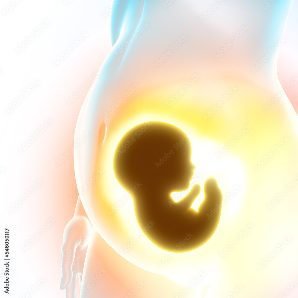 Growth of the fetus, umbilical cord, nourishment and energy for the ...
