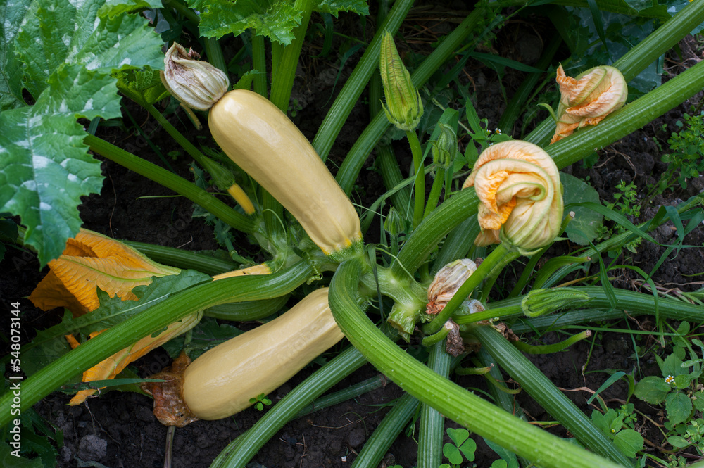 Poster Zucchini plant (Cucurbita pepo) with yellow fruits growing in a ...