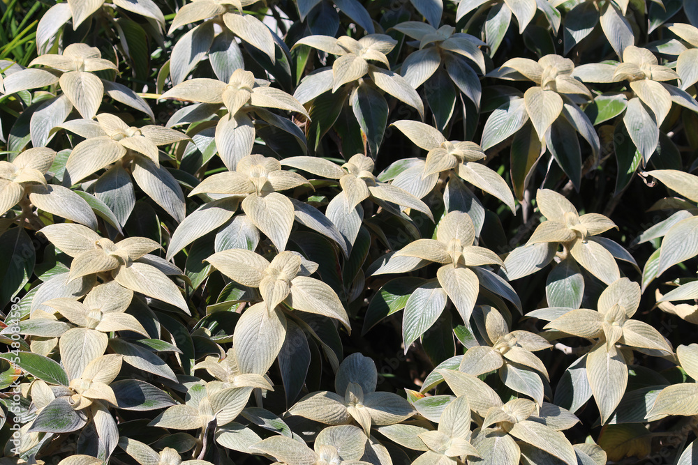 A Pewter Bush plant growing in a garden also known as Strobilanthes ...