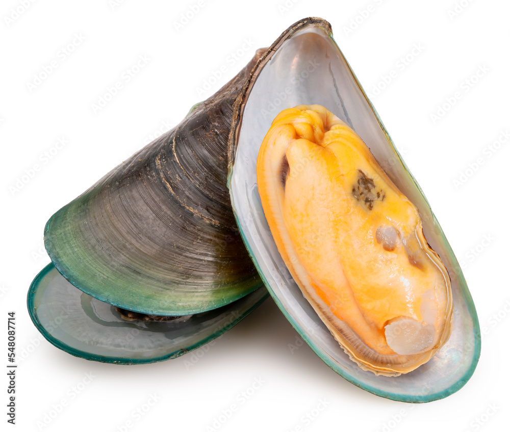 Green Shell mussels isolated on white background, Fresh New Zealand ...