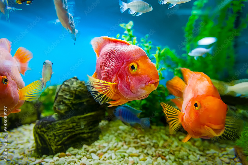 Aquarium with ocean fishes. There are three big red fish in the frame ...
