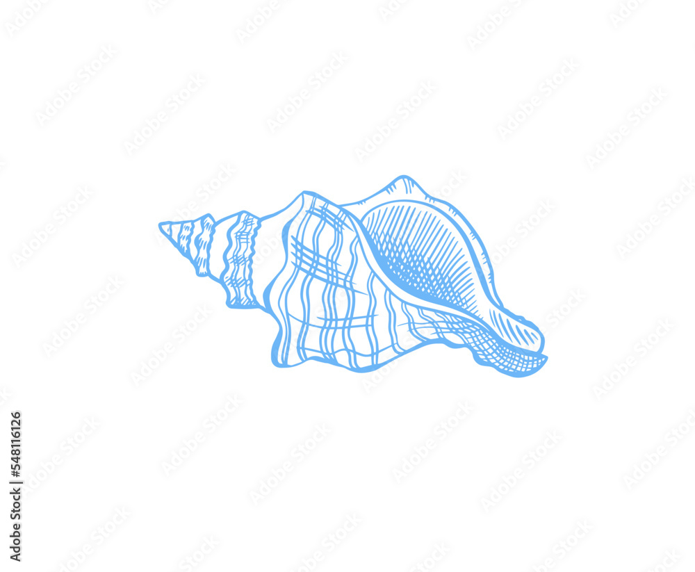 Seashell sketch drawing vector illustration. Stock Vector | Adobe Stock