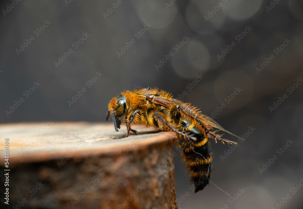 Scoliid wasp on the wood, this giant insect has size around 4-5,5 cm ...