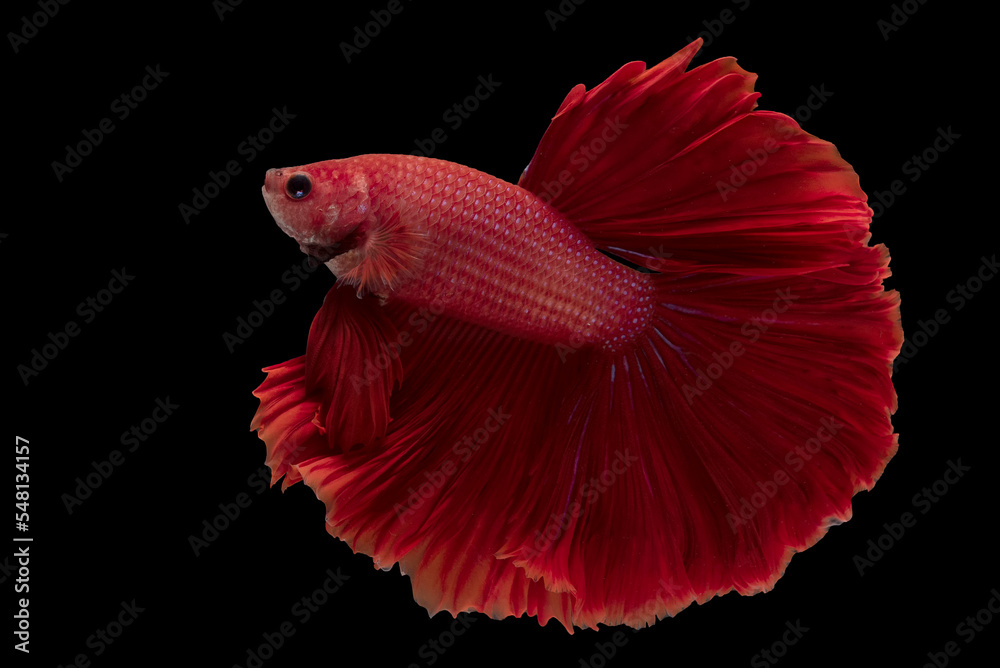 Beautiful movement of red betta fish, Siamese fighting fish, Betta ...