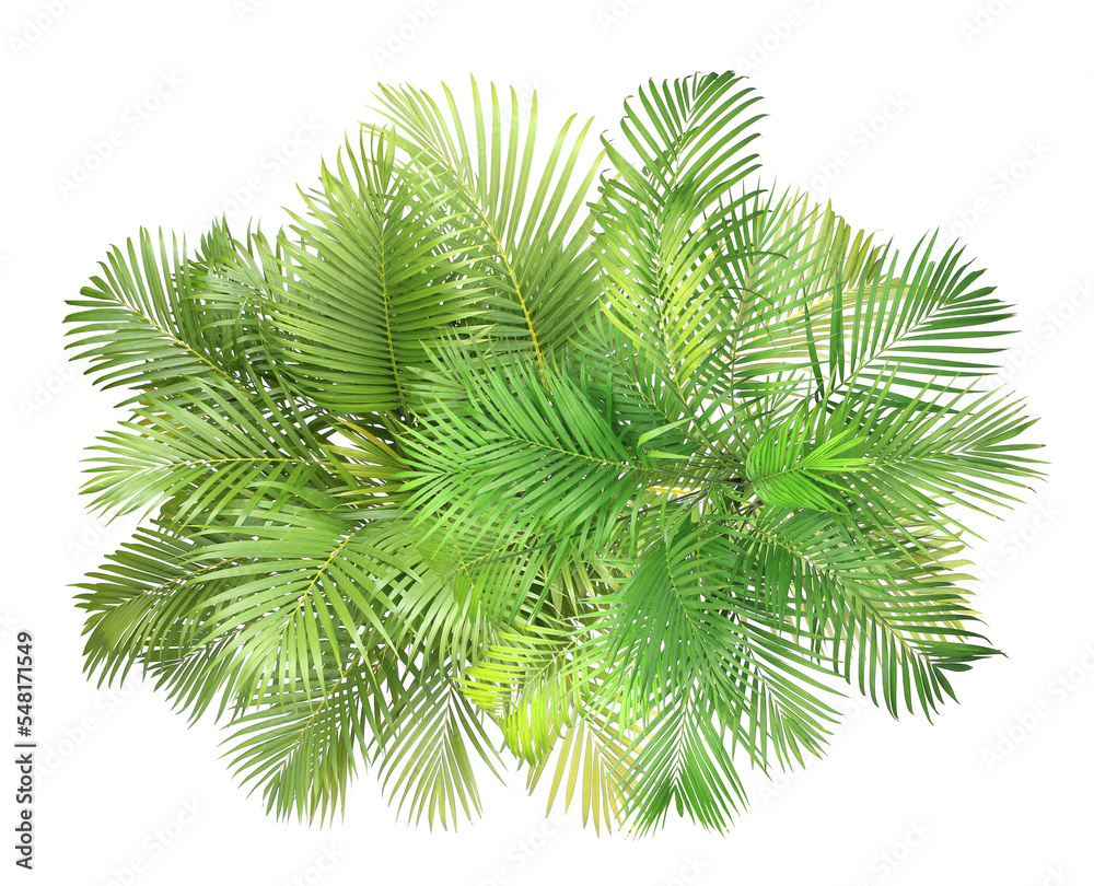 top view palm leaves tree isolated on transparent background png file ...
