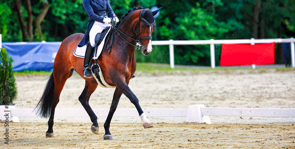 Horse Dressage horse photo from the front, photographed in competition ...
