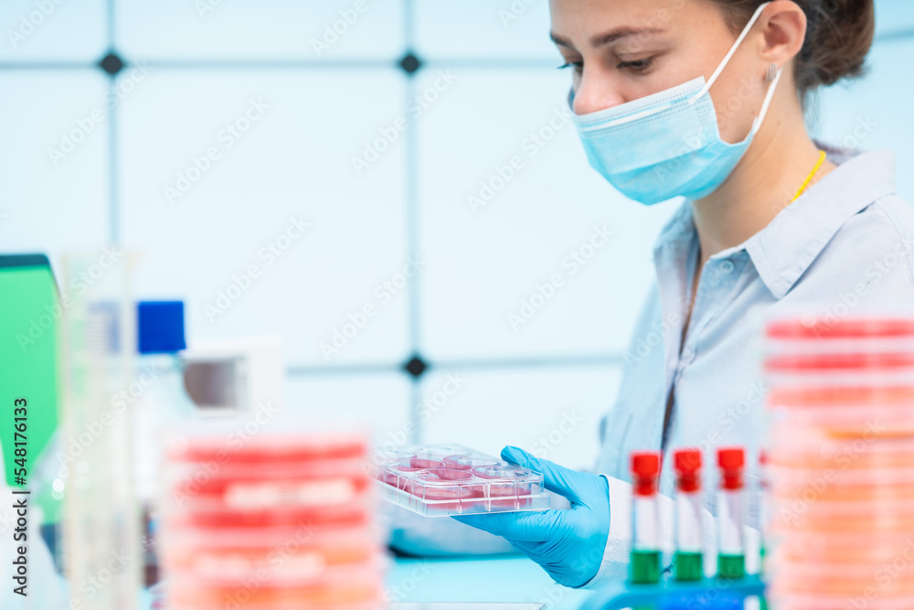 female laboratory assistant pursues the results of cultures in petri ...