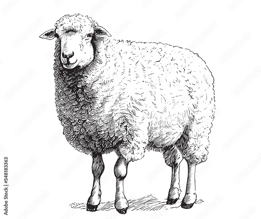 Sheep Side View Drawing