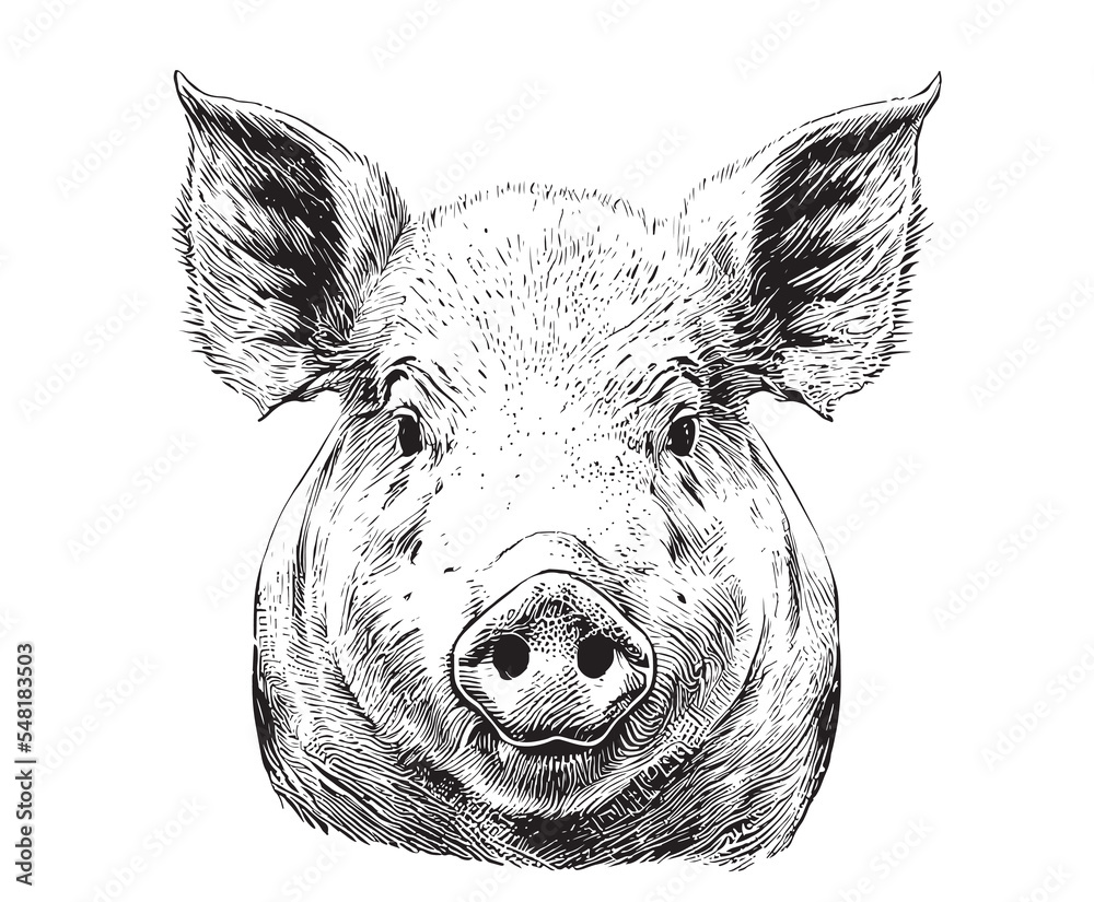 Piglet portrait hand drawn sketch Farming and livestock Vector ...