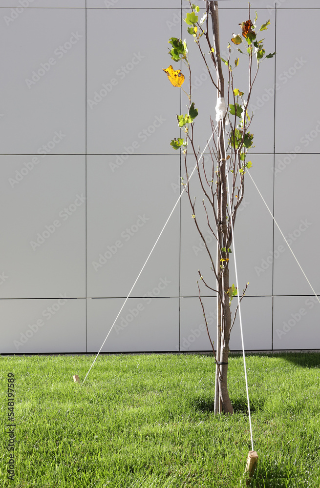 Garter of young trees. Strengthening a young tree with ropes. Garter a ...