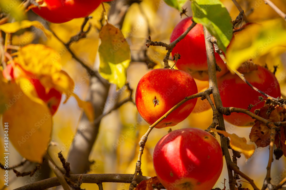 Harvest of apples on a plantation in the garden. Fruit trees with ...