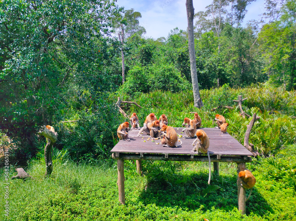 Group of Proboscis Monkey eating fruits veggie. Labuk Bay Proboscis ...