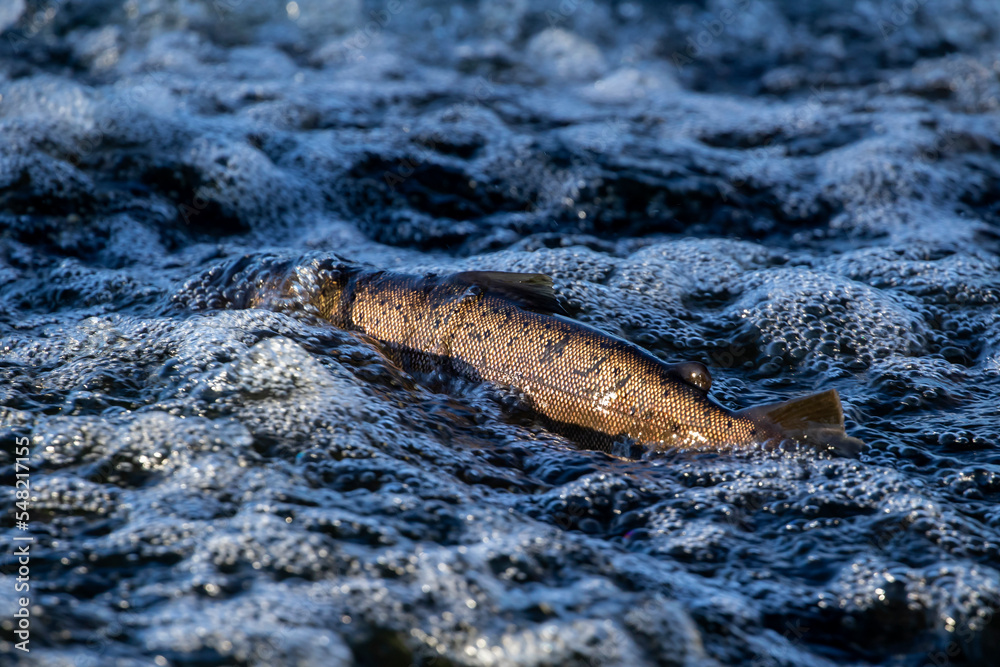 Fish in shallow water. The brown trout, Salmo trutta trying to reach ...