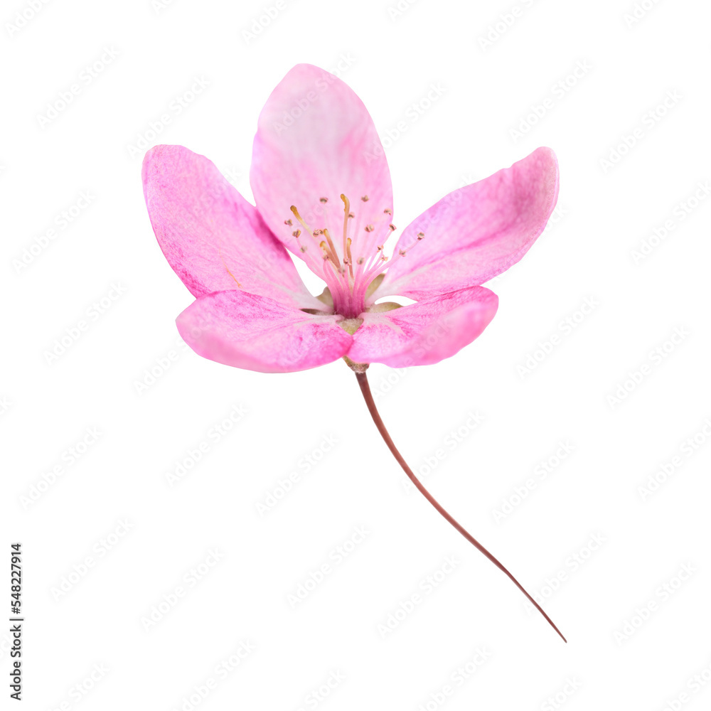 Pink sakura flower with stem in PNG isolated on transparent background ...