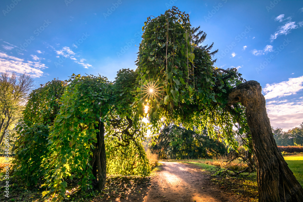 Pathway leading through a narural trees arch tunnel and foliage. Sunny ...