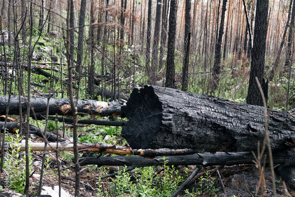 Fire-damaged forest boreal forests. Burnt boreal forests. Wildfire low ...