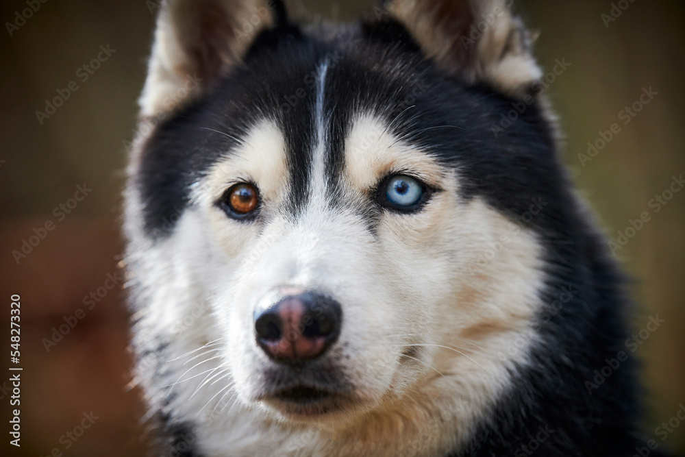 Siberian Husky dog portrait with blue brown eyes and black white coat ...