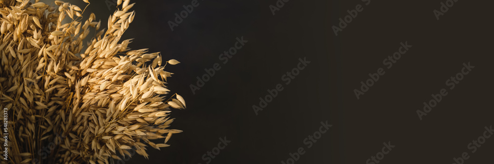 Sheaf of golden barley in sunlight on a black background. Concept of a ...
