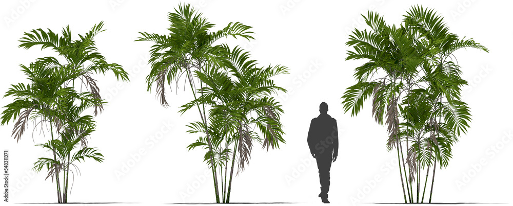 rainforest palm tree chamaedorea costaricana hq cutout for arch viz ...
