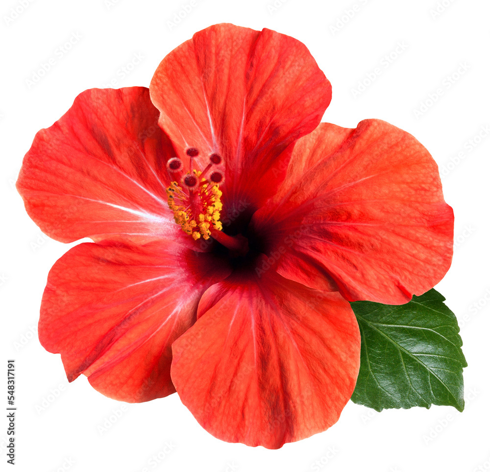 bright red hibiscus flower isolated Stock Photo | Adobe Stock
