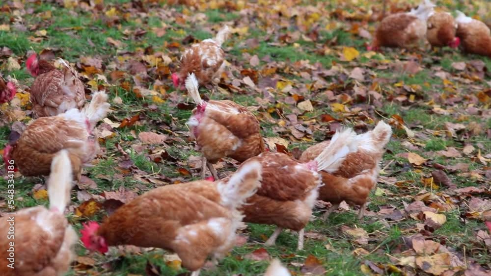 Mistreated chicken on free range chicken farm and stock breeding shows ...