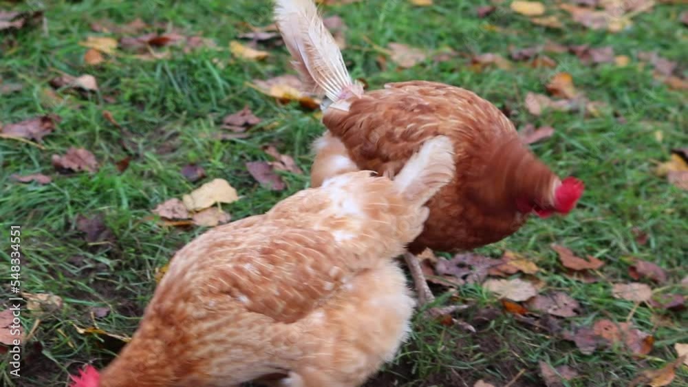 Mistreated chicken on free range chicken farm and stock breeding shows ...