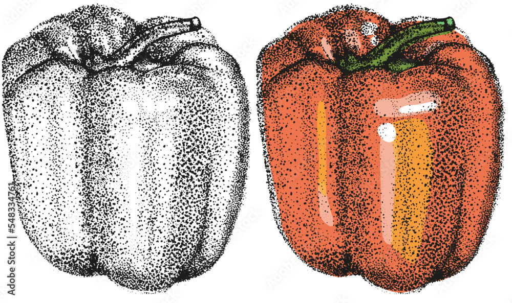 Hand-drawn sketch of red bell peppers. Vector. Vintage. Ink hand-drawn ...