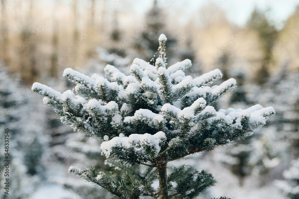 Obraz w ramie Plantacja choinek na Święta. Boże Narodzenie. Ośnieżone ...