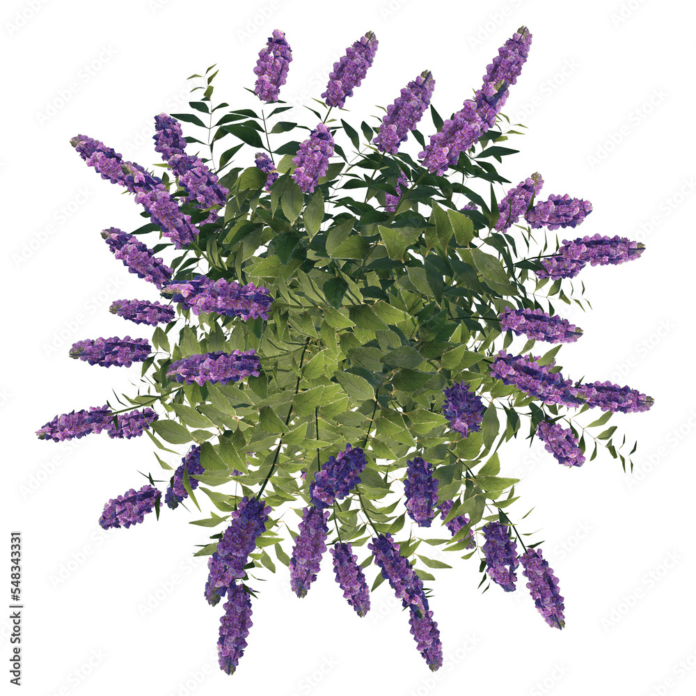 Poster Top view of Plant Flower (Blue Chip Butterfly Bush Buddleia ...