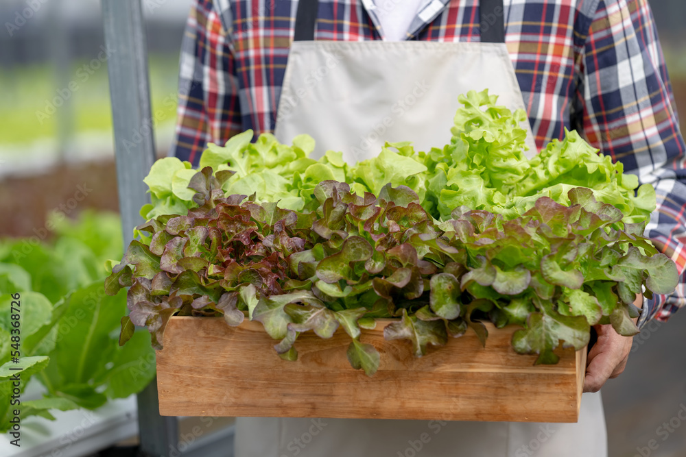 red and green oak lettuce field in agriculture farm for background ...