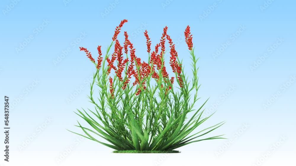 Montbretia flower on a white background 3D animation, Flowering shrubs ...