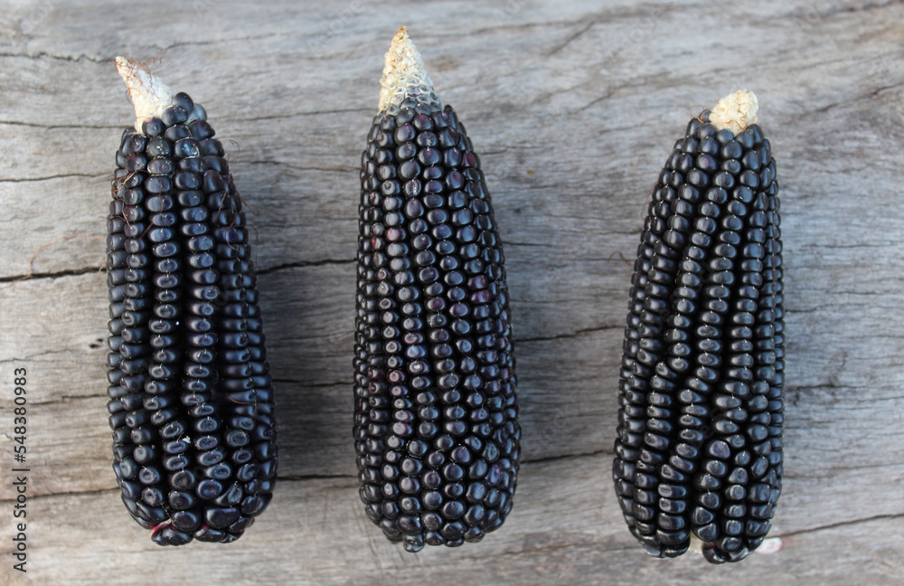 Mazorcas de maíz negro, una variedad de maíz que crece en México. foto ...