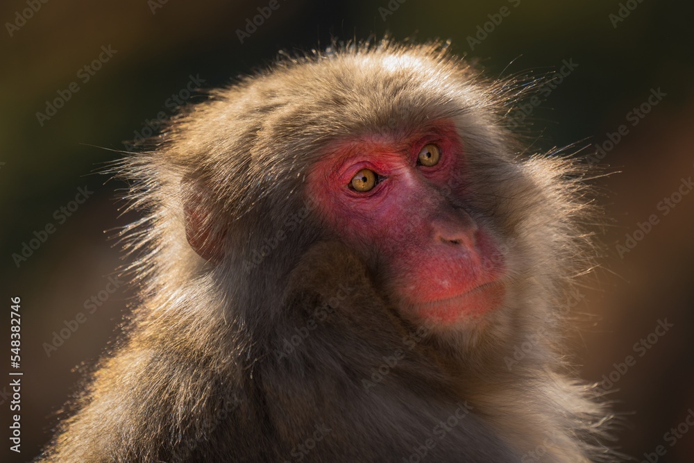 This portrait photograph captures the beauty of a young macaque monkey ...