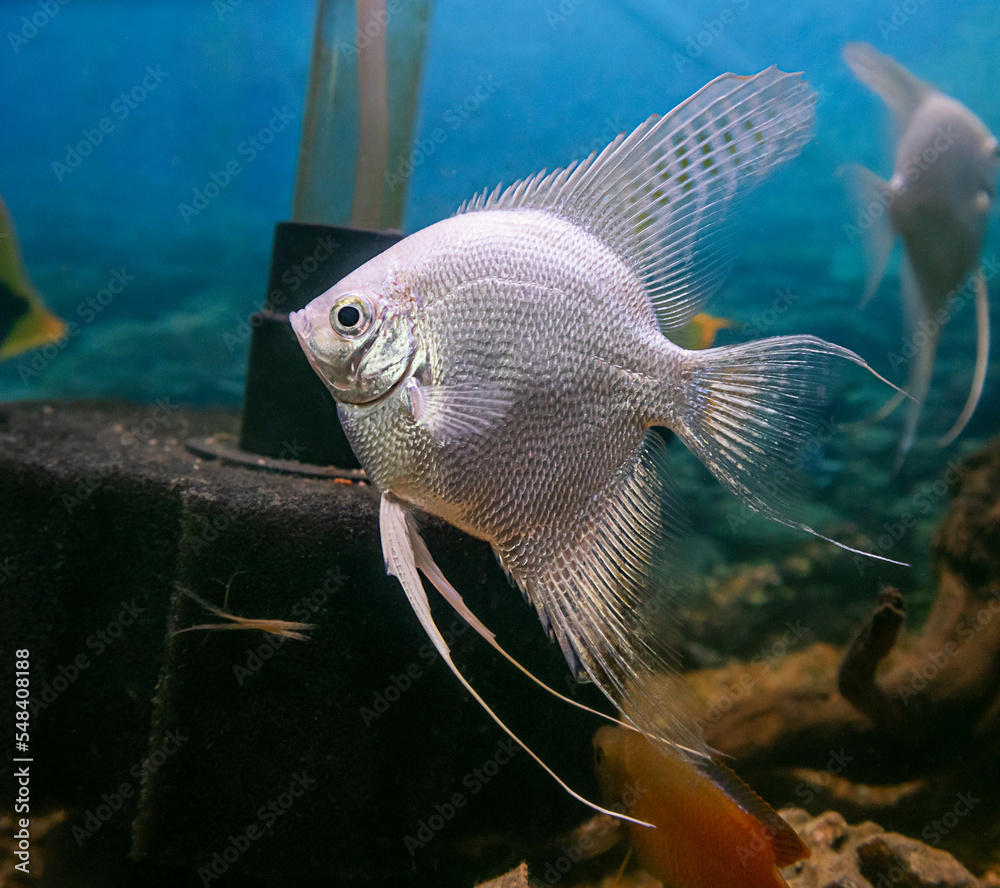 Platinum Angelfish