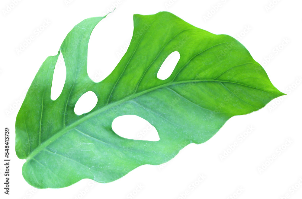 tropical jungle monstera leaves , Swiss Cheese leaf tree isolated on ...