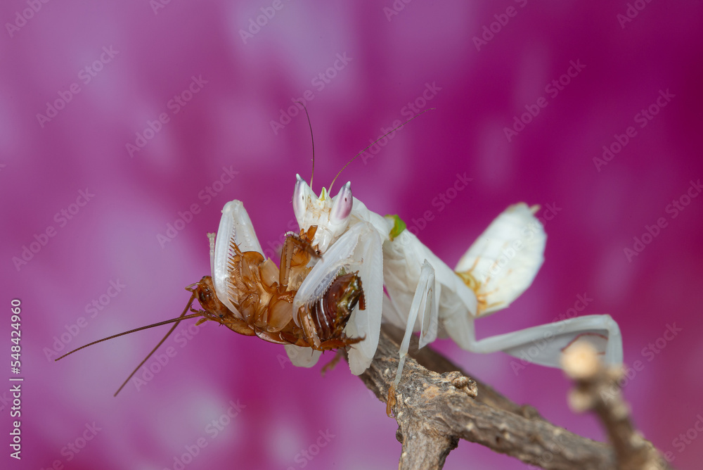 Mantis from family Sphondromantis (probably Spondromantis viridis ...
